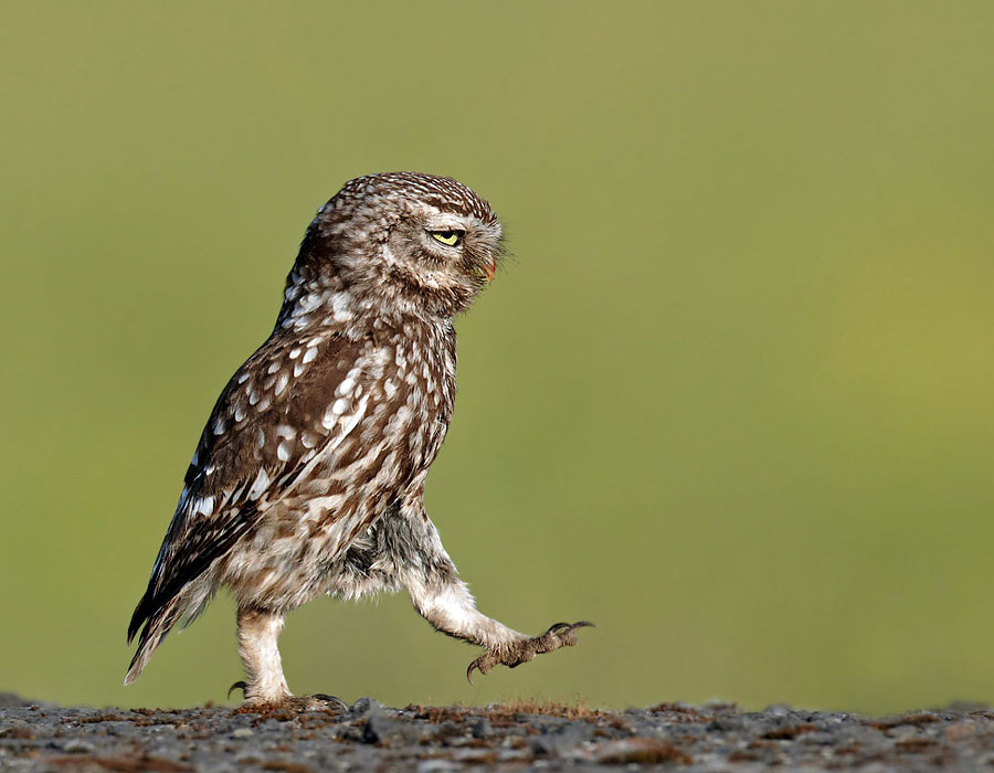 Kukumav nedir ne demektir? Kukumav Kuşu - Laf Sözlük