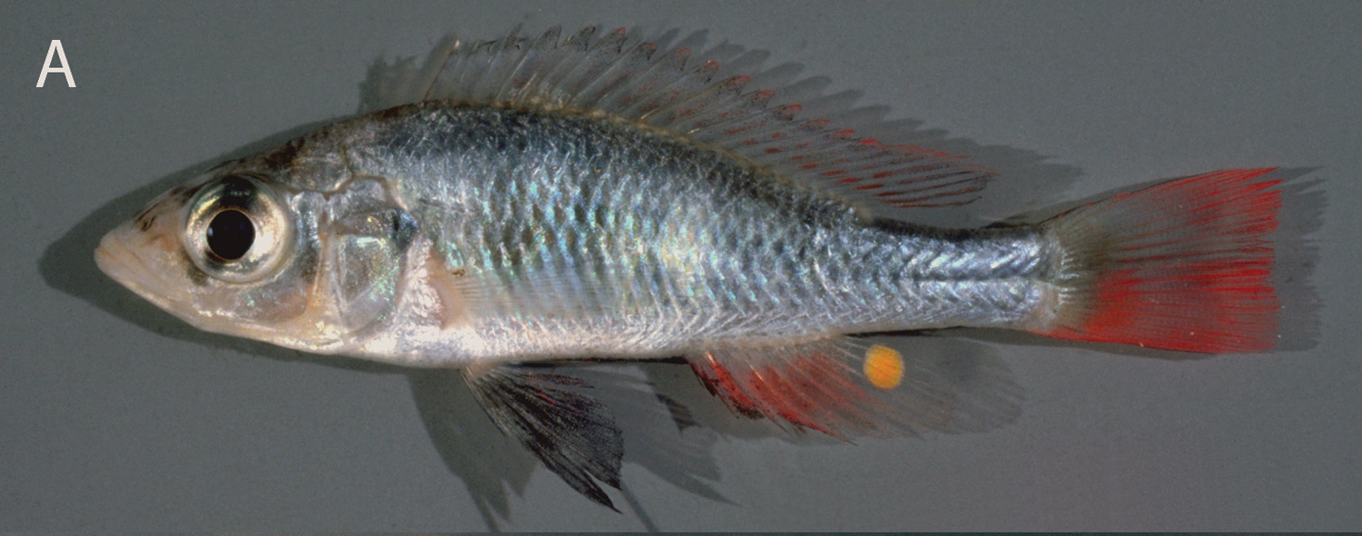 Nile Perch In Aquarium