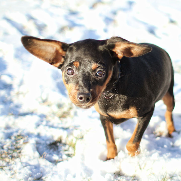 Miniature Pinscher Mix Puppy