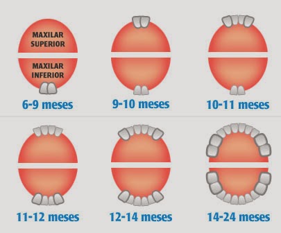 Por un parto respetado.: EVOLUCIÓN DEL BEBÉ: La primera dentición ...