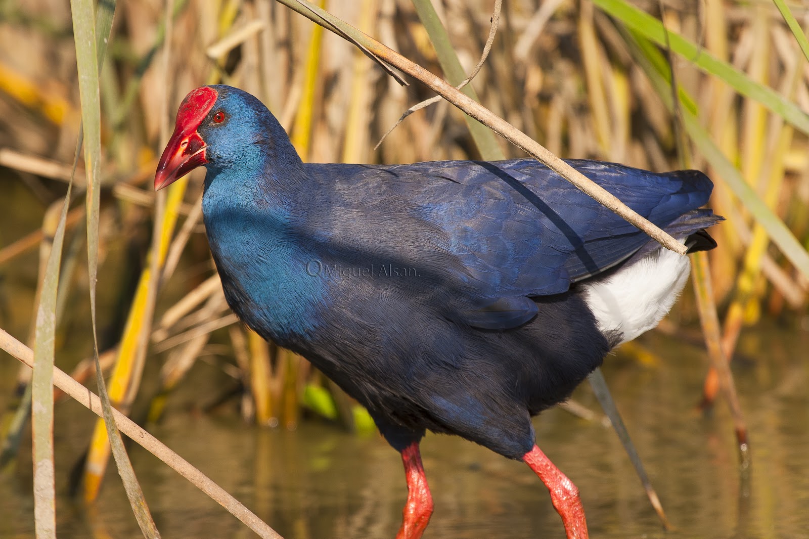 Miguel Alsan: CALAMON.