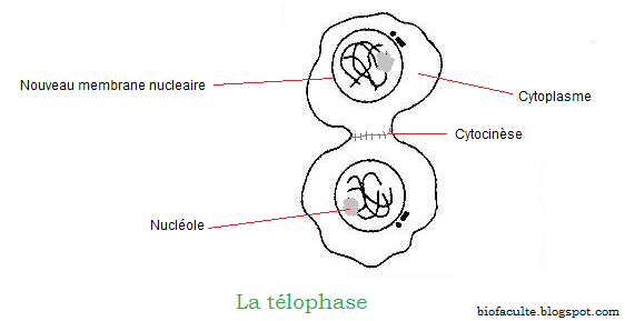 Les 4 étapes de la mitose | Bio faculté