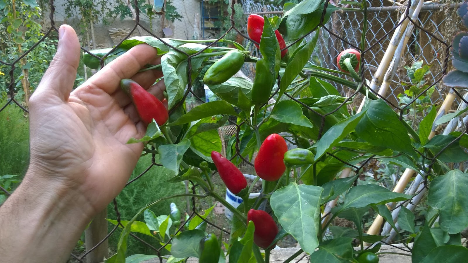 My Organic Peppers
