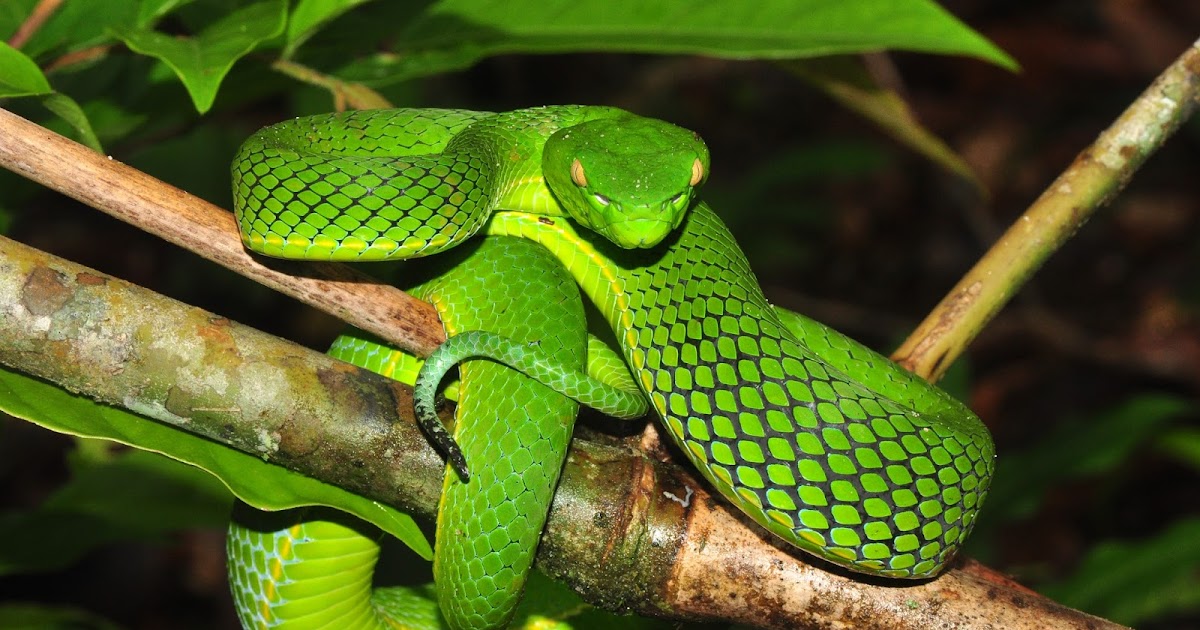 Plenitude: Cambodia - Very Venomous Snakes Found - Trimeresurus vogeli