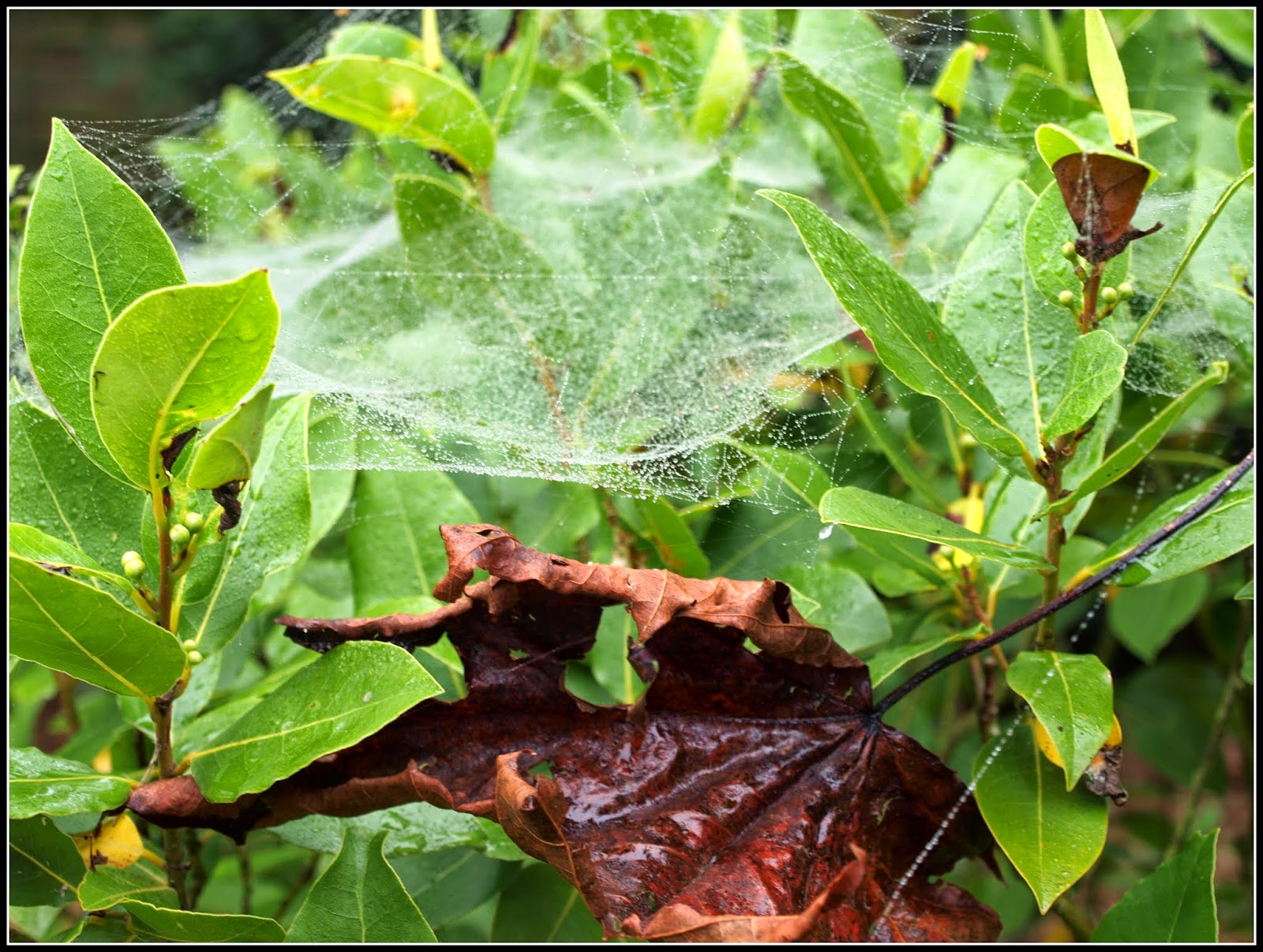 Mark's Veg Plot: Cobweb season