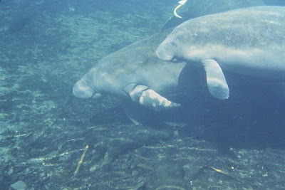 Field Biology in Southeastern Ohio: Florida Manatees