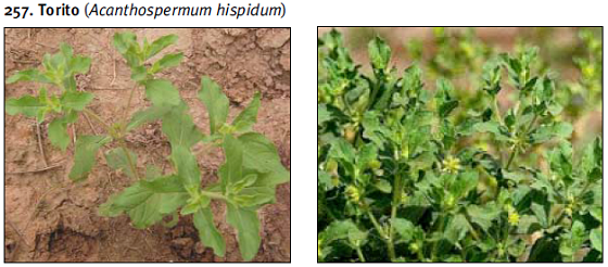 Algodón Manual de Campo 3 : Descripción de Malezas - ASESORÍA GLOBAL ...