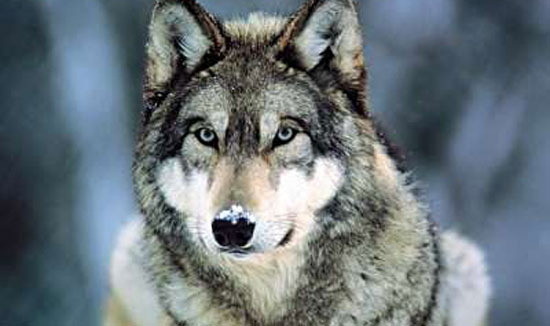 RAZMNOŽEVANJE IN RAZVOJ