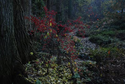 Trees Planet: Euonymus europaeus - European Spindle Tree