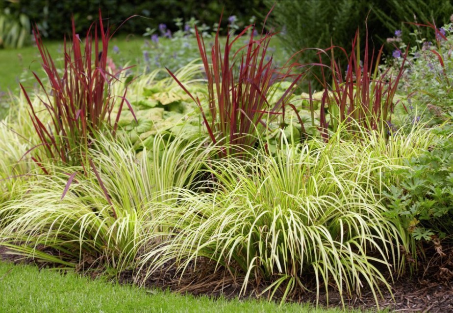 Plant Database: Acorus gramineus