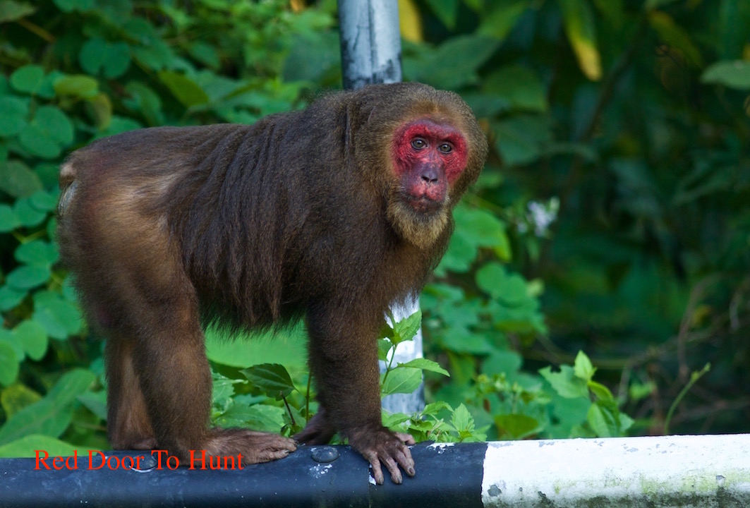 RED Door To Hunt: Beruk Kentoi~Macaca arctoides~Stump tailed Macaque