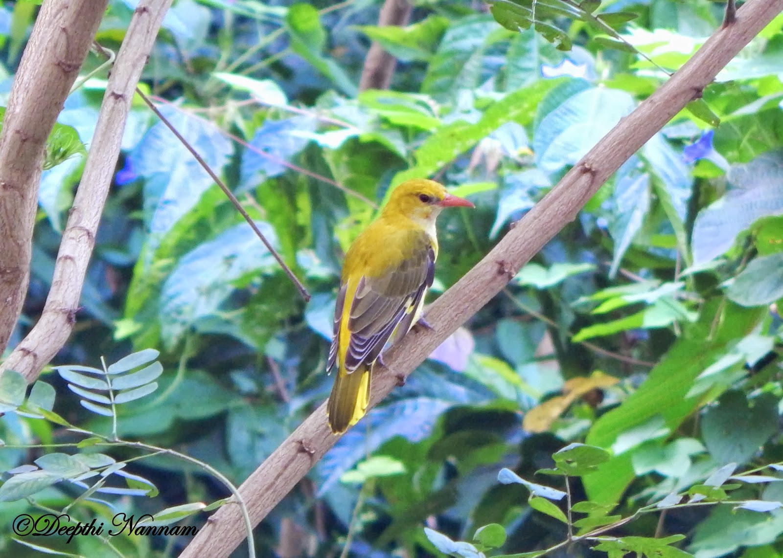 Deepthi Nannam Photography : Indian Golden Oriole (Oriolus kundoo)