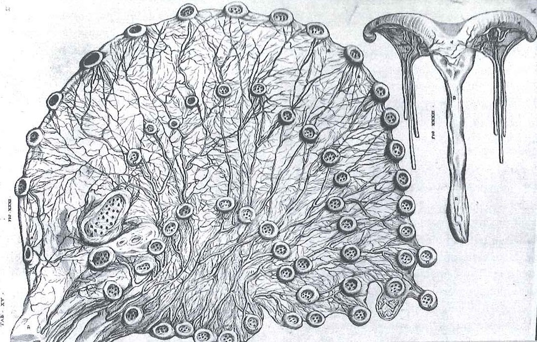 The Evolving Placenta: 2016