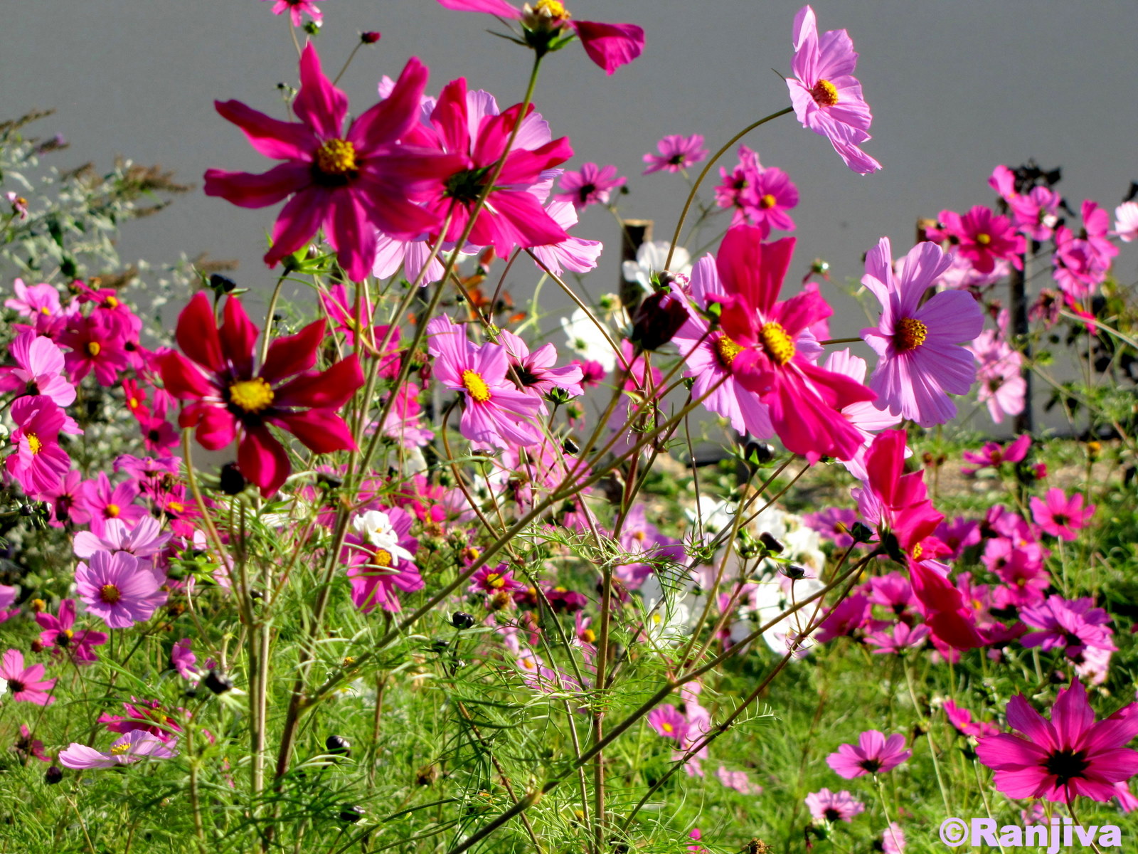 Des fleurs champêtres et le Printemps | Paysages et Fleurs au fil de l'eau