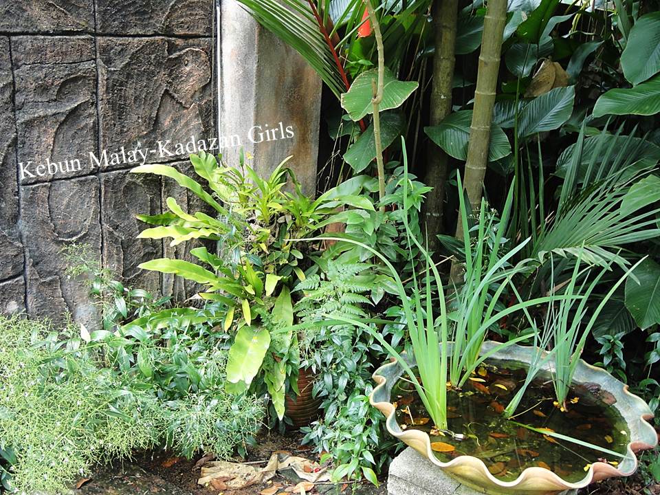 Kebun Bahagia Bersama: White Butterfly (Clerodendrum calamitosum)