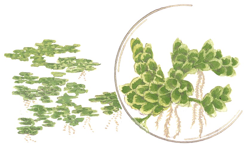 Flora de Puerto Rico Ilustrada Papo Vives: Azollaceae Azolla ...