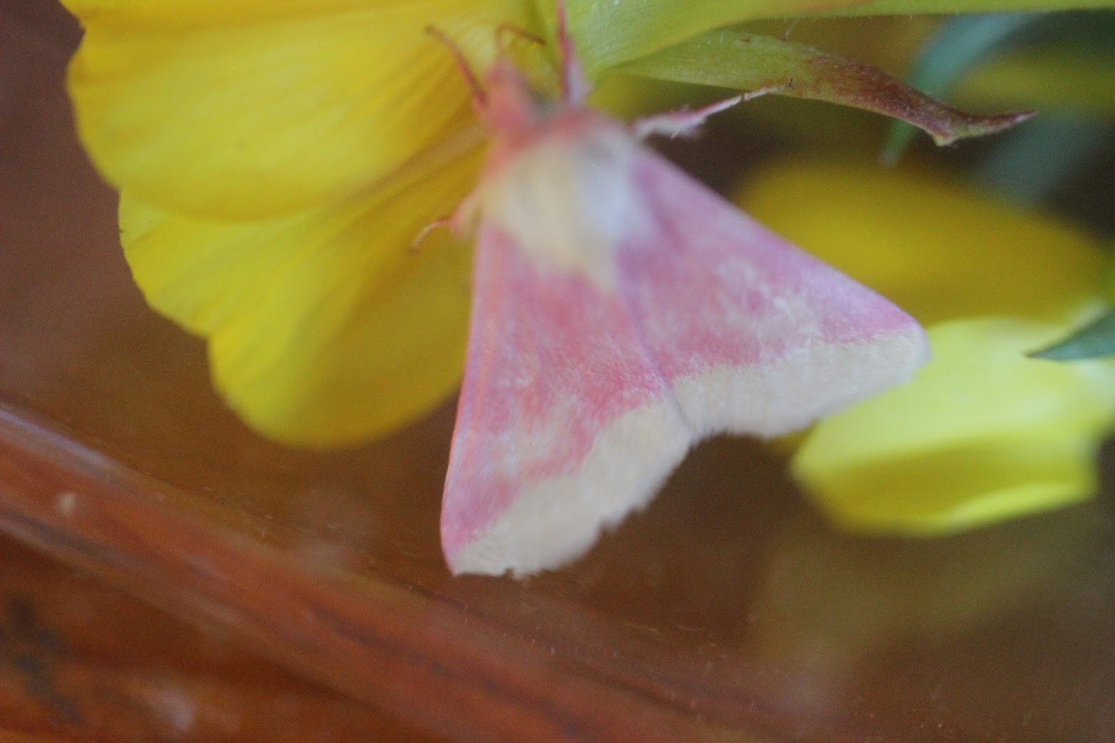 nature tales and camera trails: Primrose Moth for Macro Monday 2