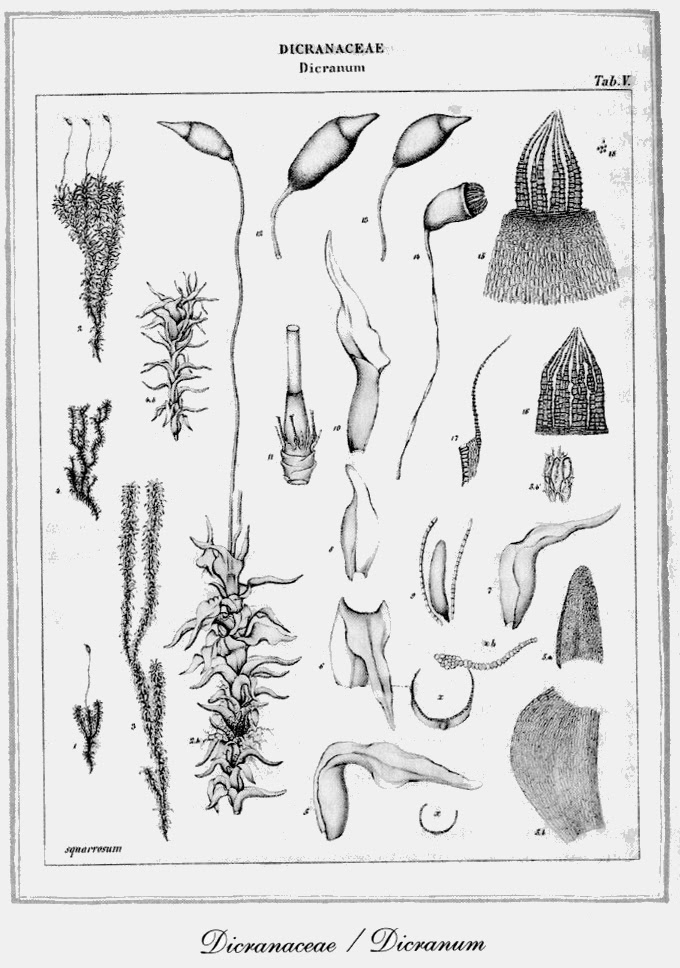 Mosses Plants Drawing