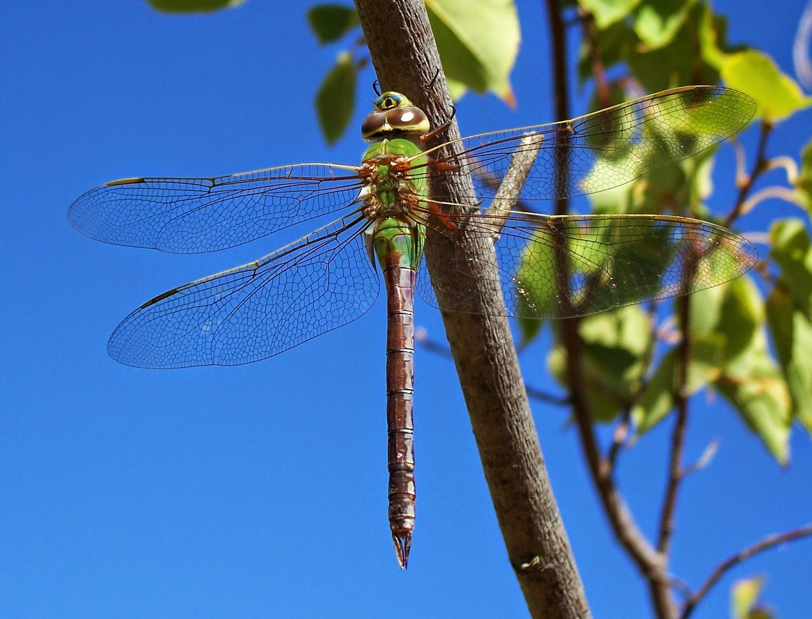 One species a day: Common green darner