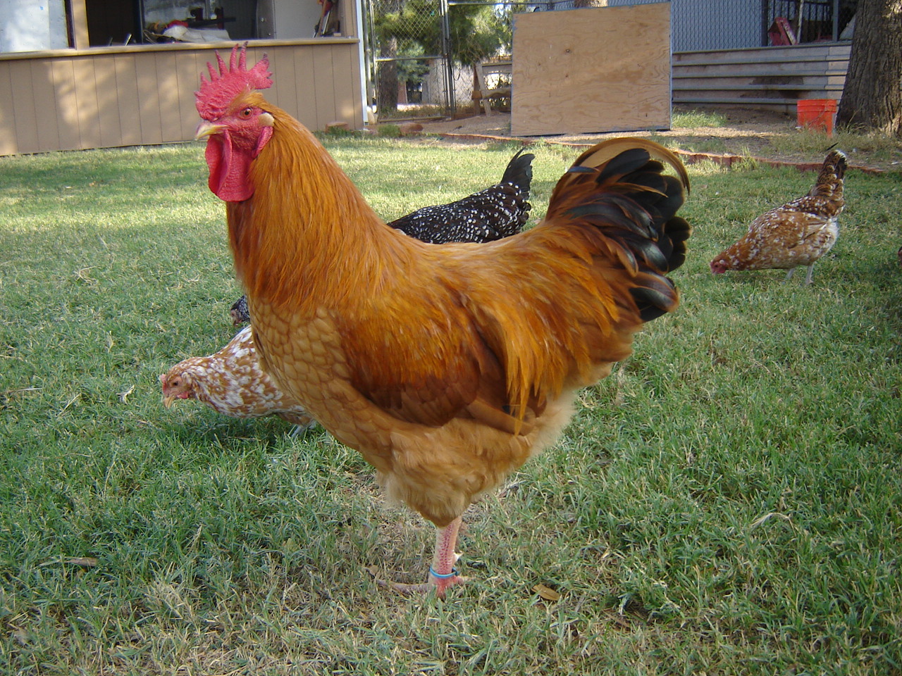 Aloha Chickens: The Beautiful Boys - Cheeto
