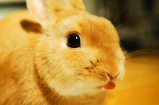 Mengenal Kelinci Mini