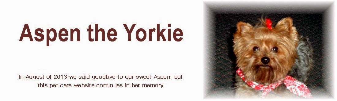 Aspen the Yorkie: Body Language and Your Dog