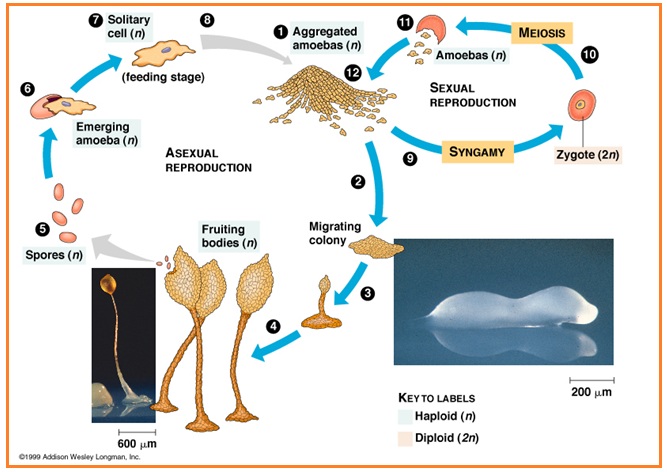 BIOLOGI GONZAGA: PROTISTA - JAMUR