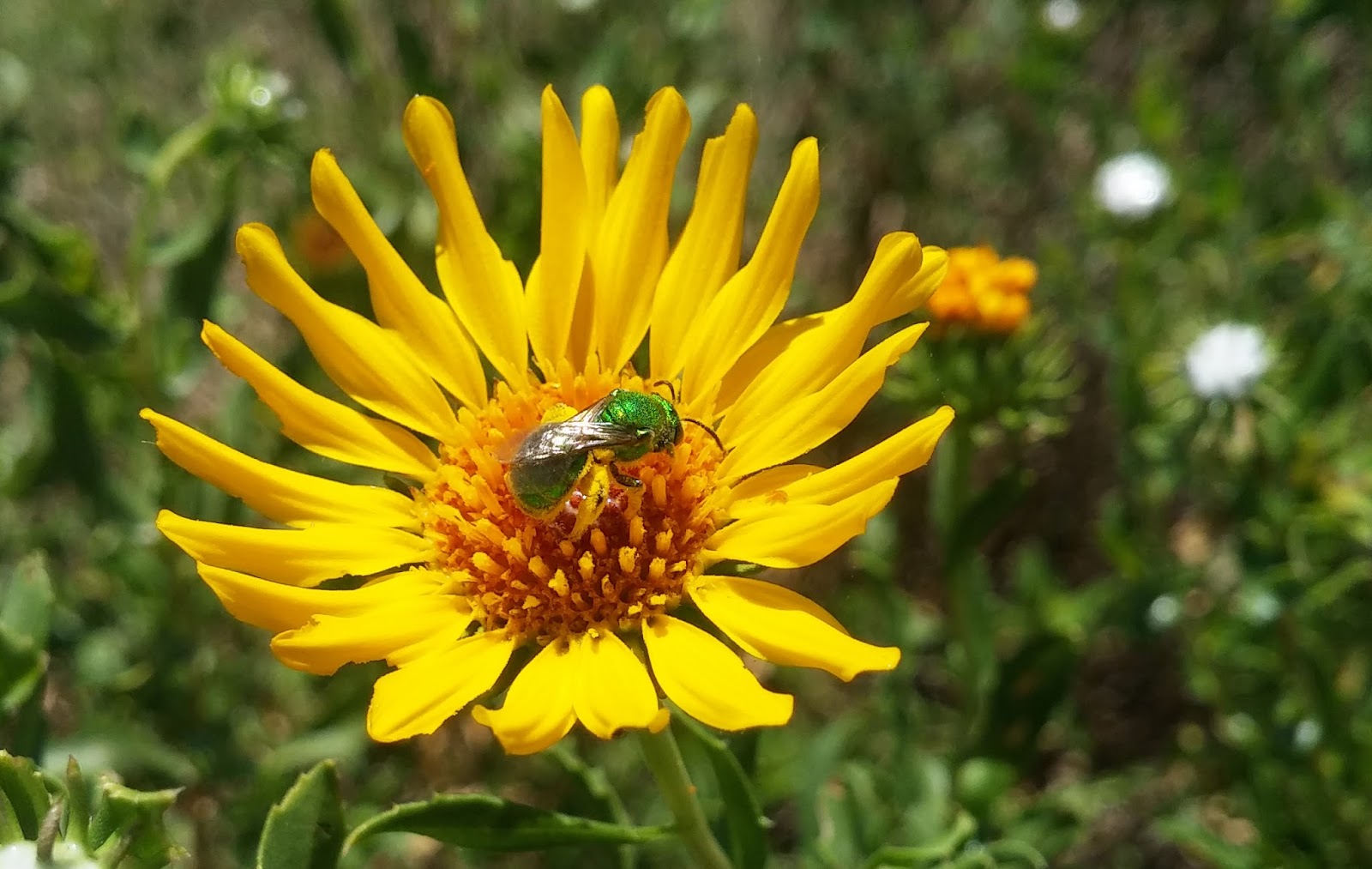 Abejas de Argentina: Halictidae
