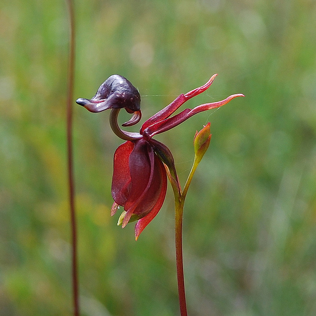 The Flying Duck Orchid - Australia's Other Amazing Anatine Attraction ...