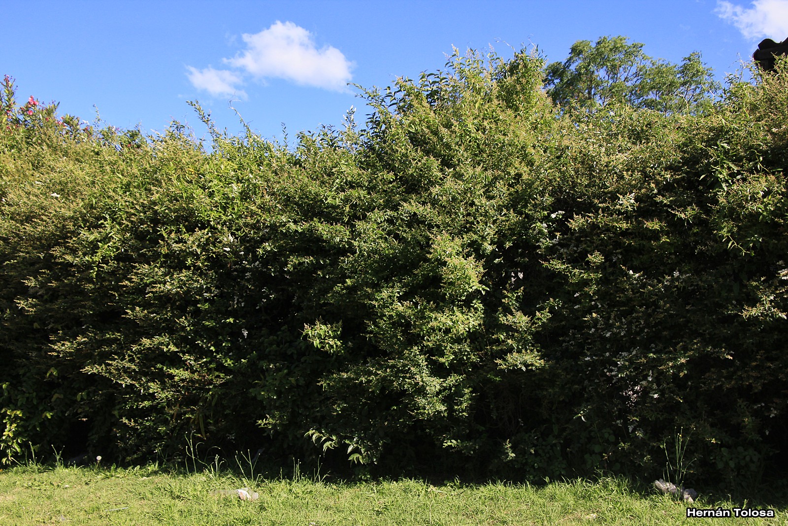 Flora Bonaerense: Ligustrina (Ligustrum sinense)