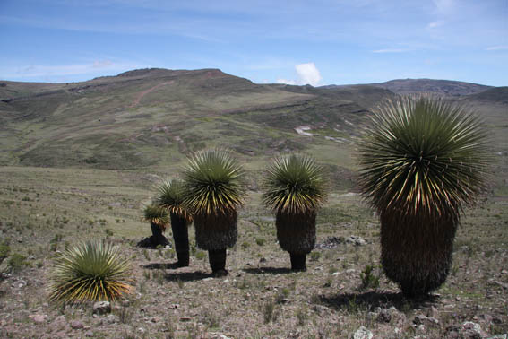 Viajes: El rodal más denso de Puya Raimondi