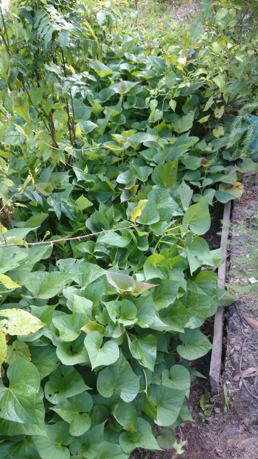 TUAIAN KELEDEK PERTENGAHAN TAHUN 2015 - Rangkuman Cara Bertanam Lengkap