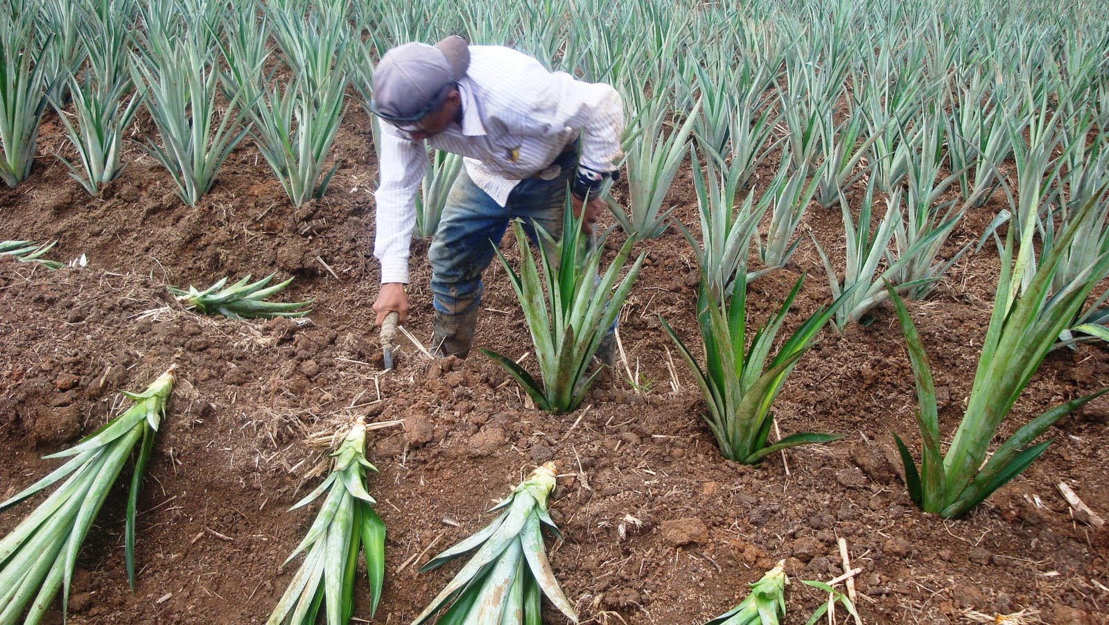 Sueños del Caribe: EL AUGE DE LA PIÑA EN NUEVA GUINEA
