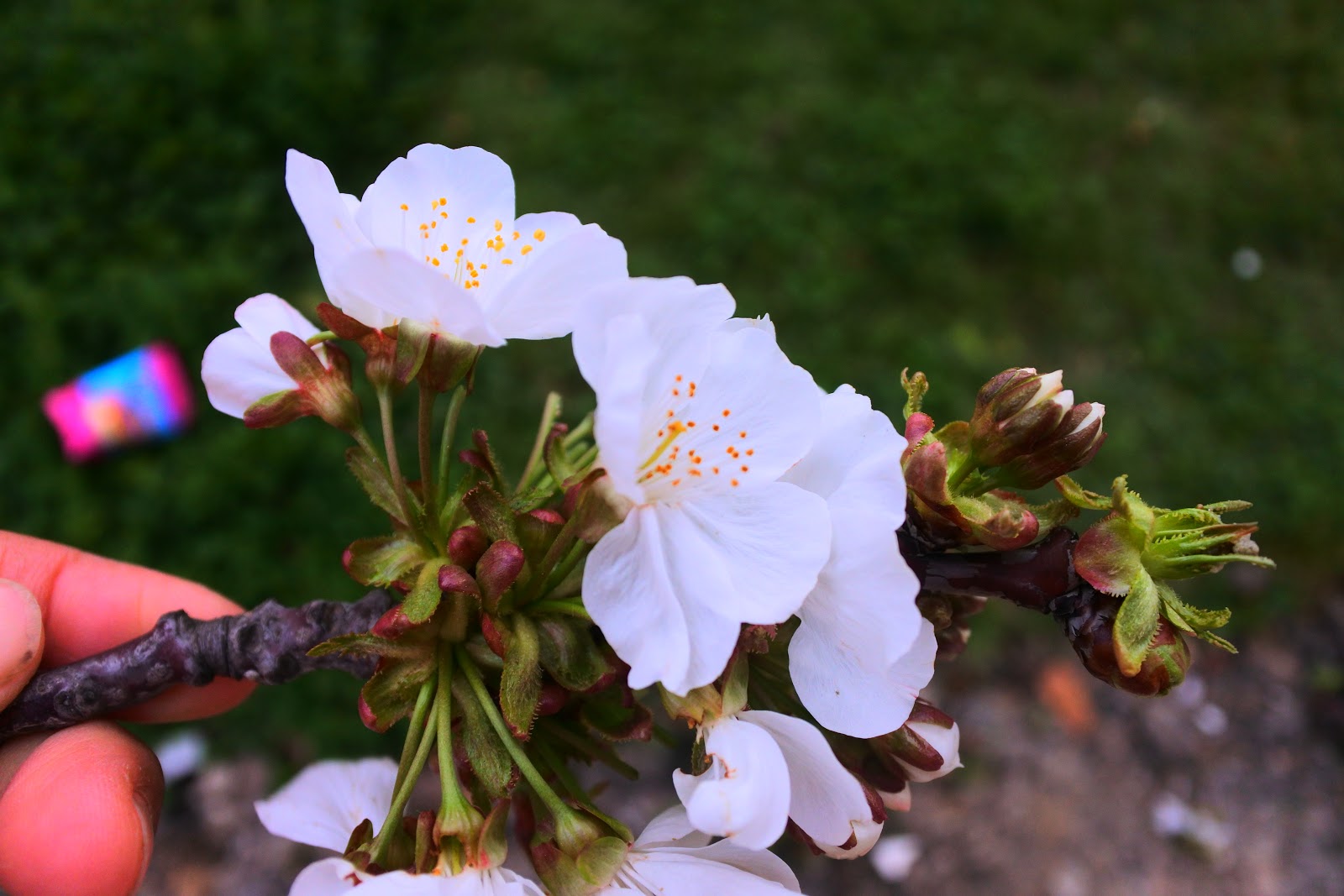 Jalan - jalan Turki 2016: Musim bunga di Istanbul ~ Alhamdulilah...di ...