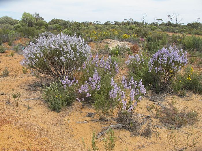 Esperance Wildflowers: Cyanostegia angustifolia - Tinsel-flower