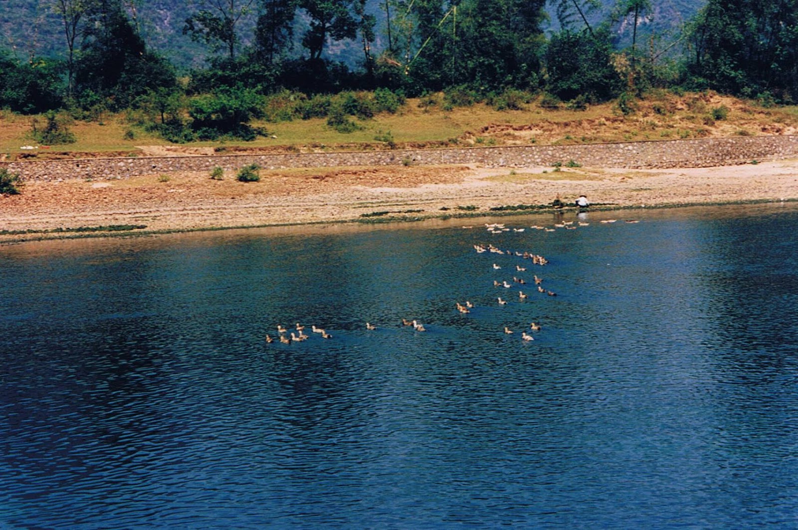 Brona's Books: The Story About Ping by Marjorie Flack