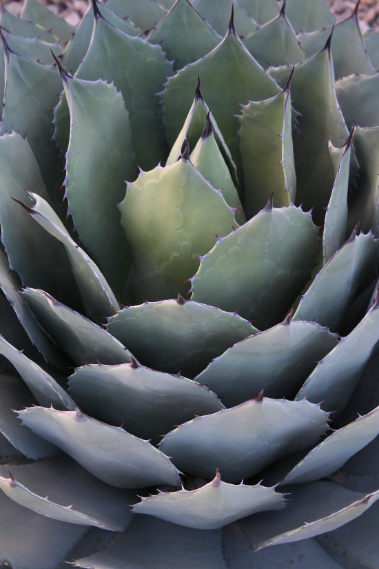 The Rainforest Garden: My Arizona Adventure with the Saturday 6