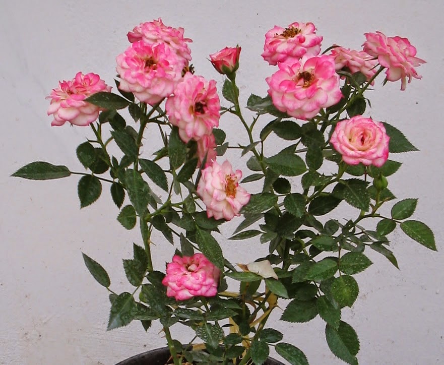 Mawar – Rosa hybrid Hort | Tanaman hias bunga dan buah-buahan