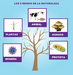 La taxonomía y los cinco reinos
