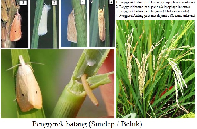 JAWA RANTAU : NGUDARASA: ORGANISME PENGGANGGU UTAMA PADA TANAMAN PADI ...