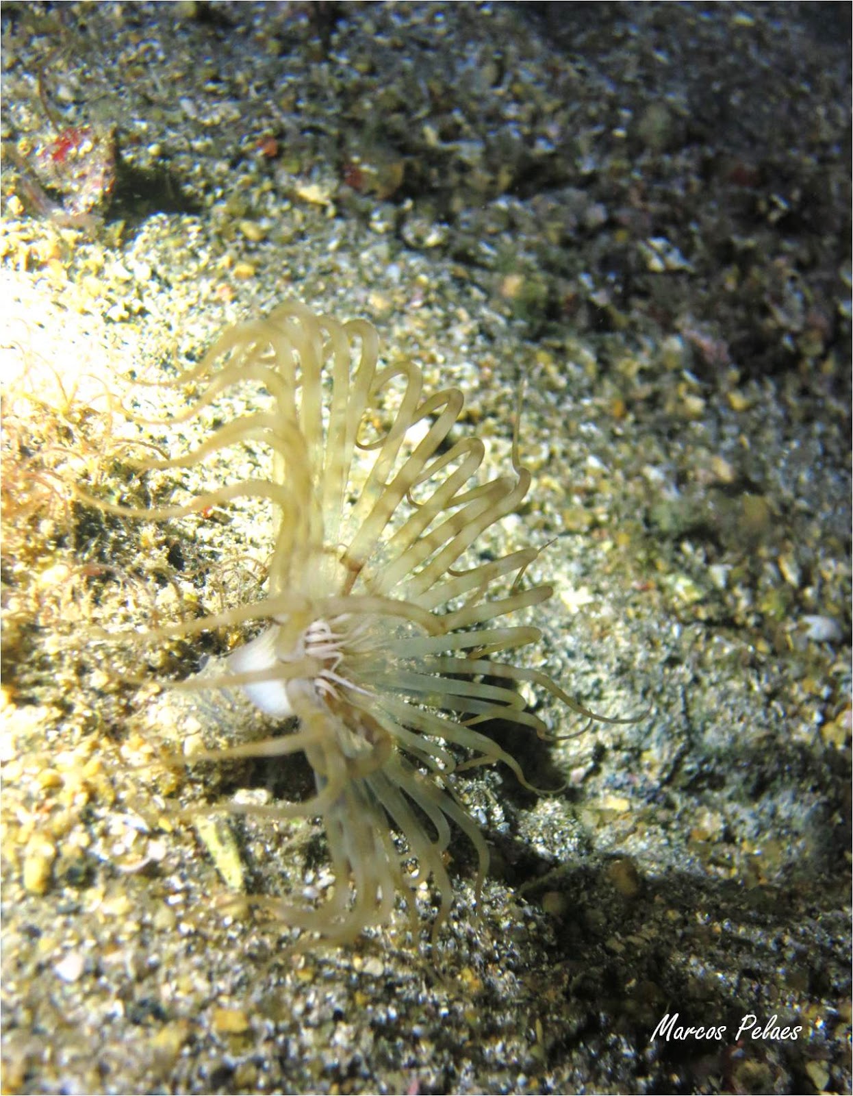 Hidrofilia: Curso de Mergulho Noturno (Night Dive)