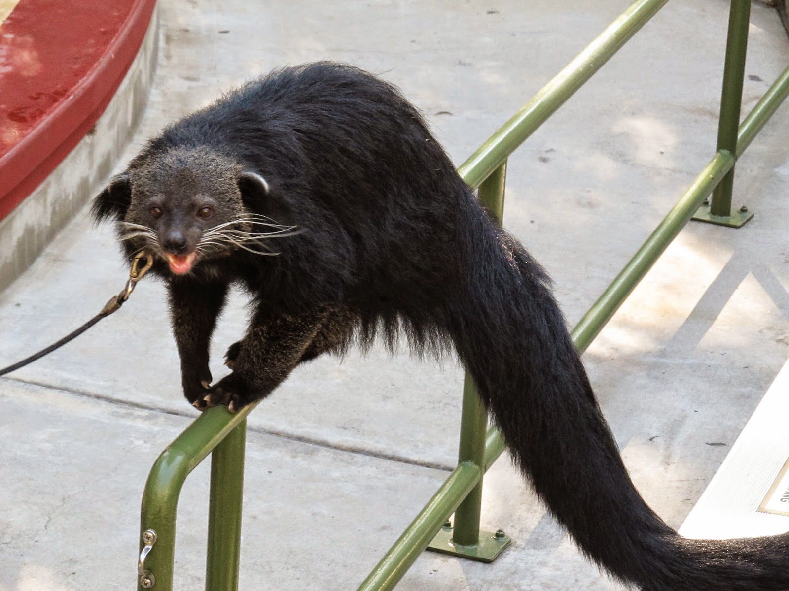 Binturong