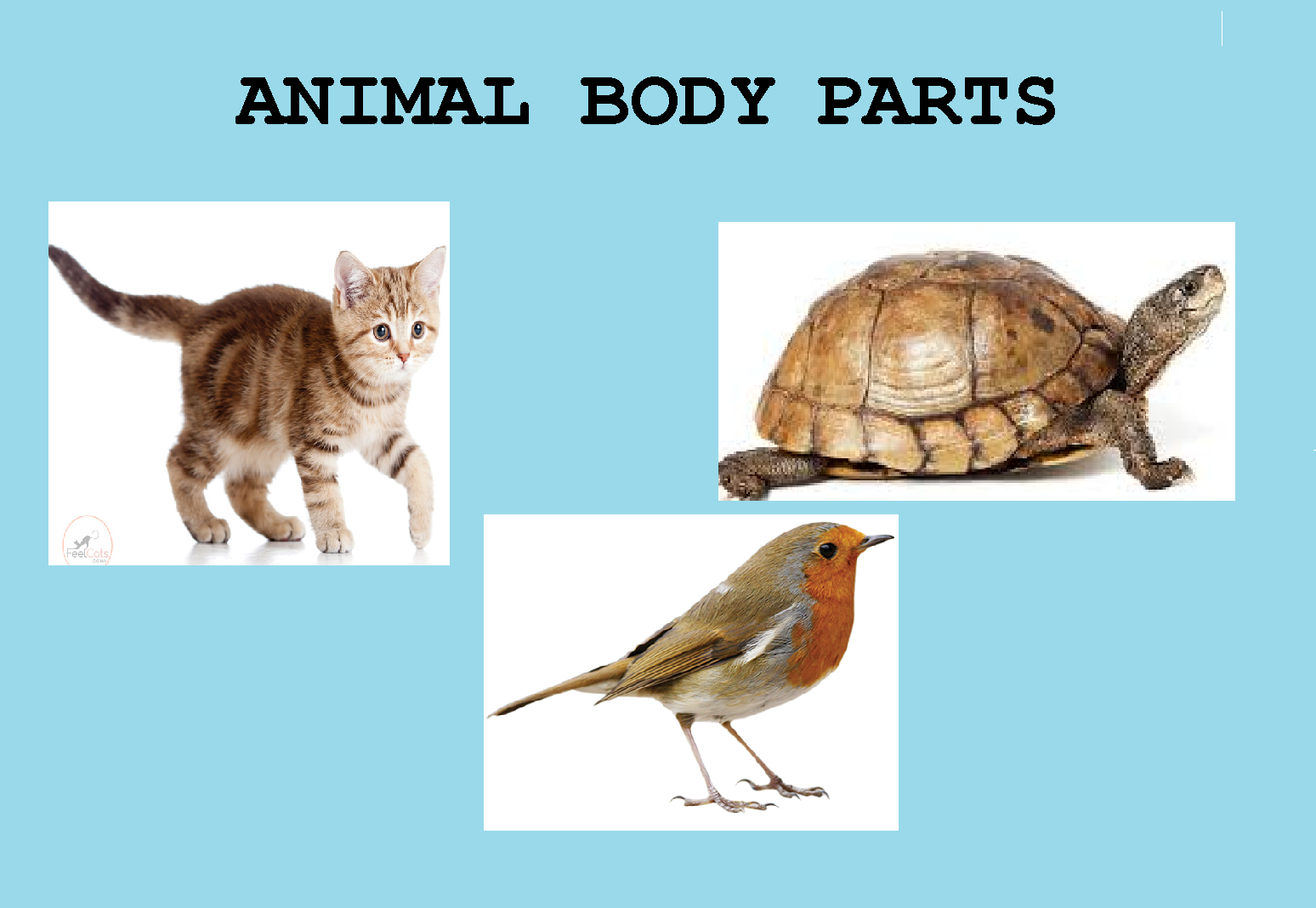 Español e Ingles Colebenezer Teacher Camilo Noriega: ANIMAL BODY PARTS ...