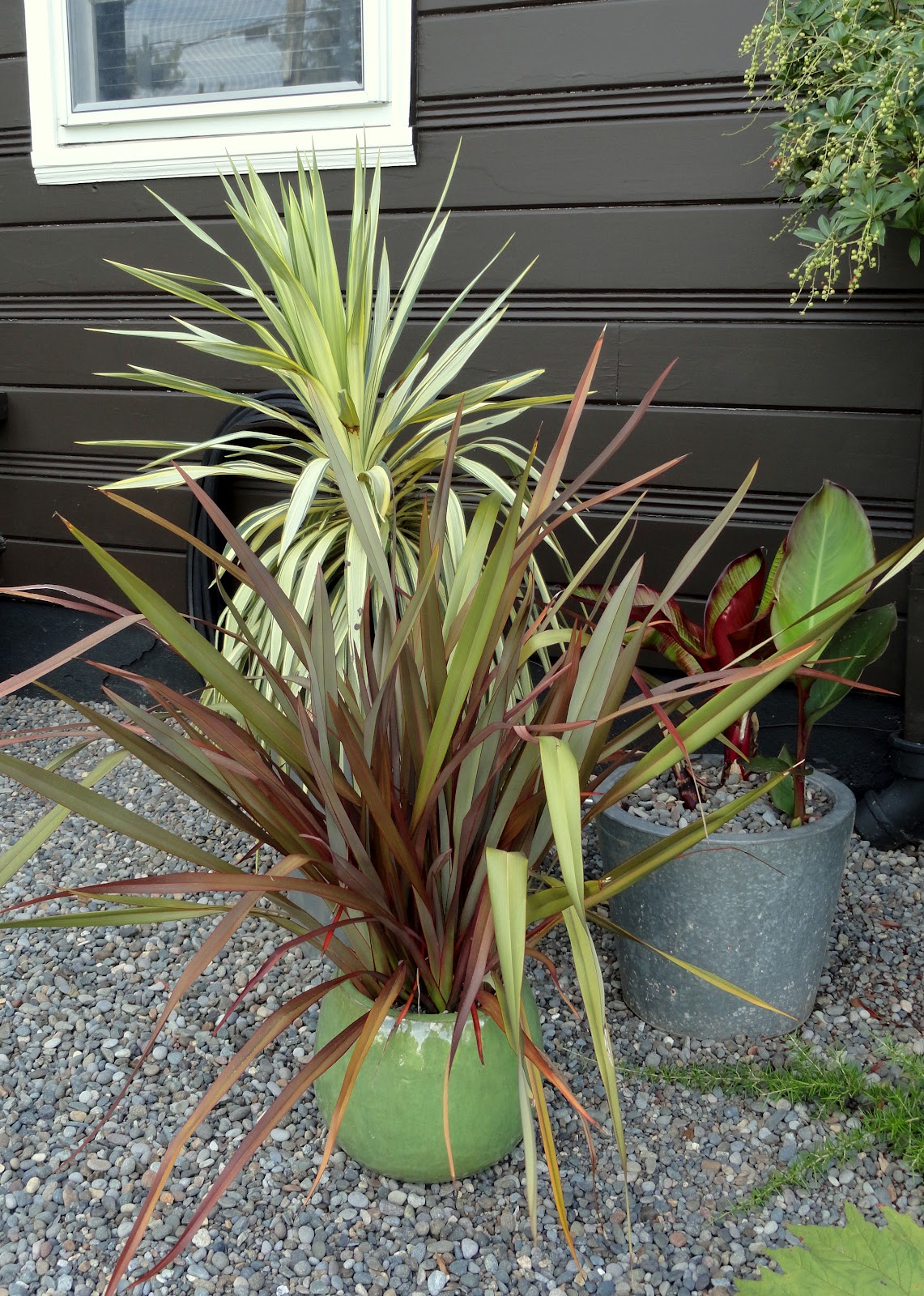 danger garden: Containers…