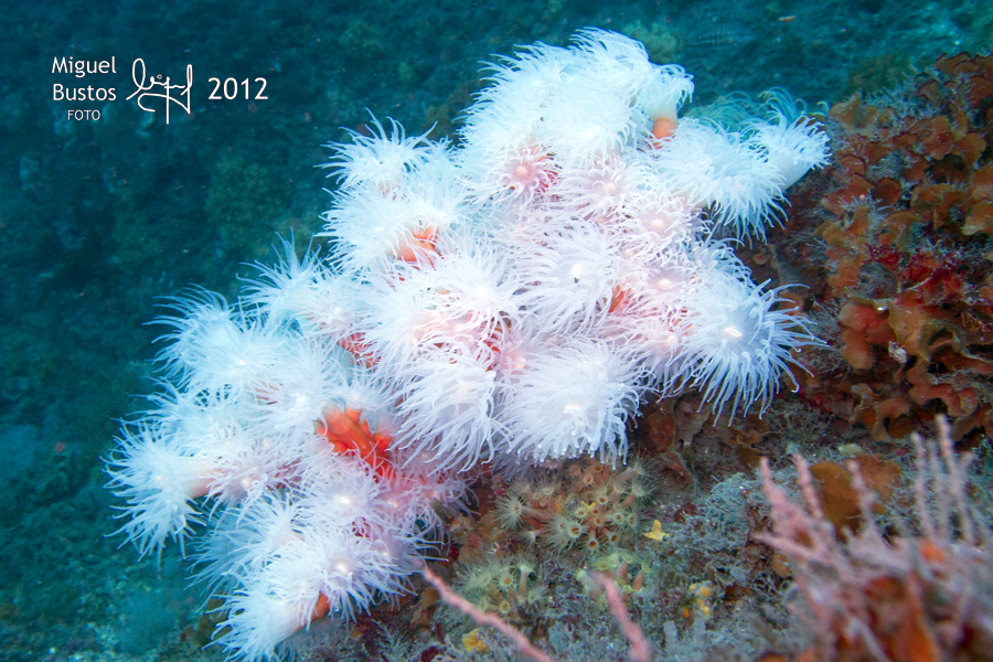 Naturaleza y Fotografía en Motril: Dendrophyllia ramea