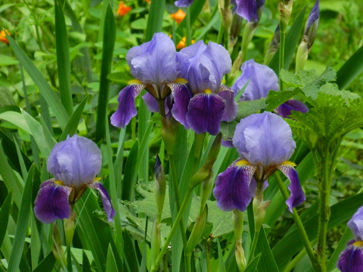 LA MULTI ANI, ROMANIA!: Stanjenei (irisi)