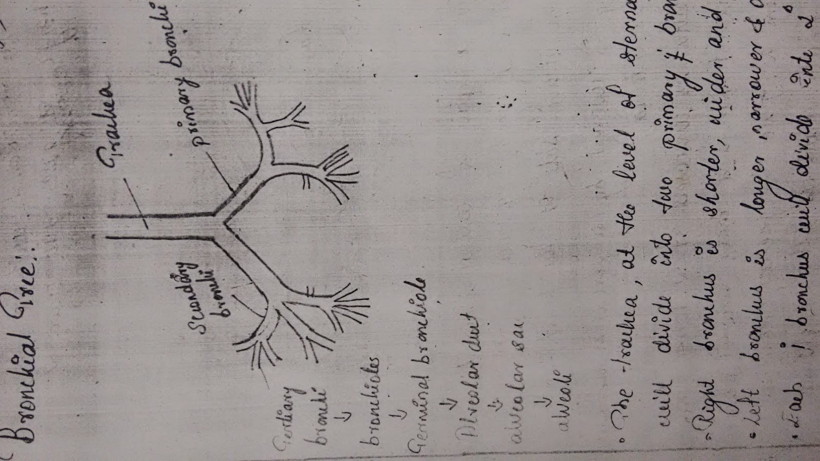 Bronchial Tree Anatomy ~ Materialnotes.com- Staff Nurses in India ...