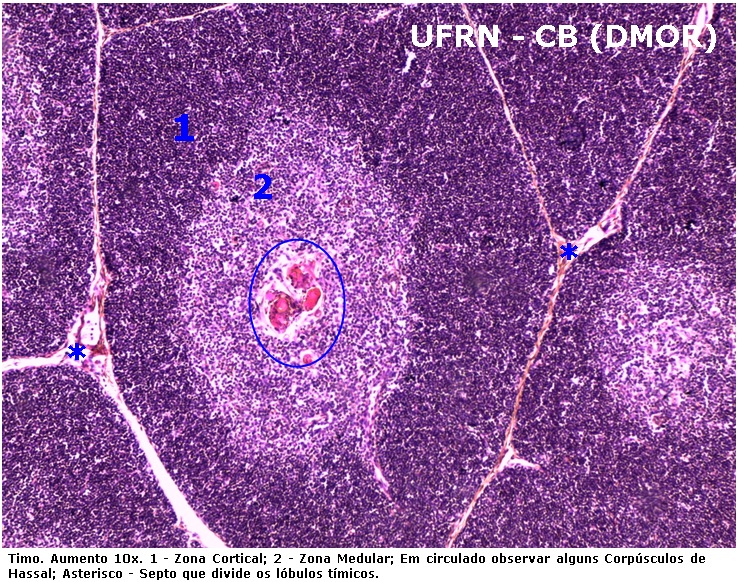Atlas Virtual de Histologia: Nº 09 - Sistema Linfático