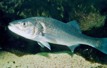 Nature and Knowledge: Le Loup de mer ( spigola, سمك القاروص )