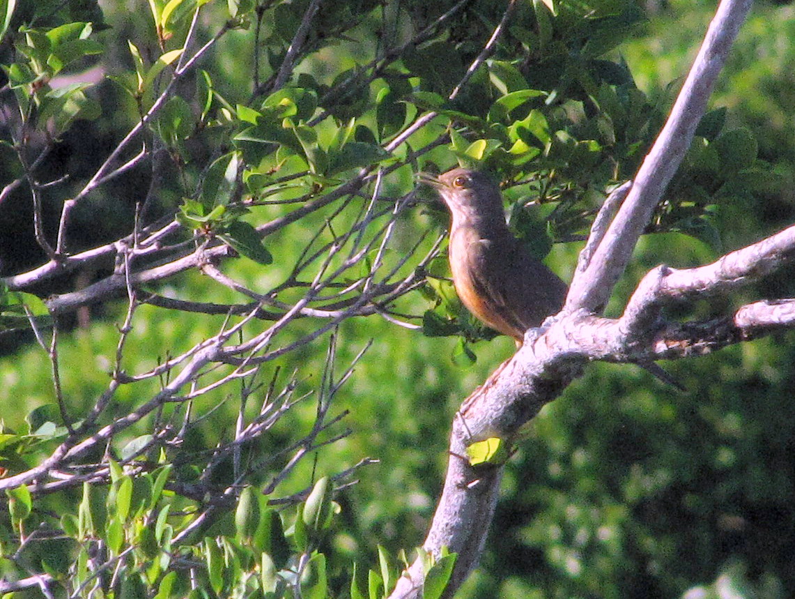 FAUNA E FLORA DO RN: Sabiá-laranjeira Turdus rufiventris Vieillot, 1818